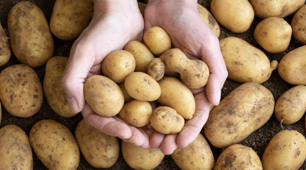 The Story of the Humble Potato - My Pen My Friend