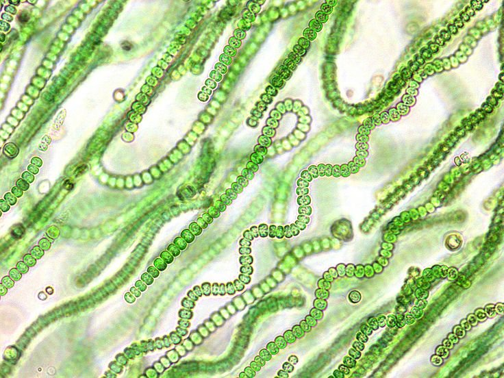 Cyanobacteria: Blue-green algae - My Pen My Friend